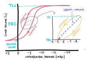 Mechanics of Breathing - Stronger Medicine