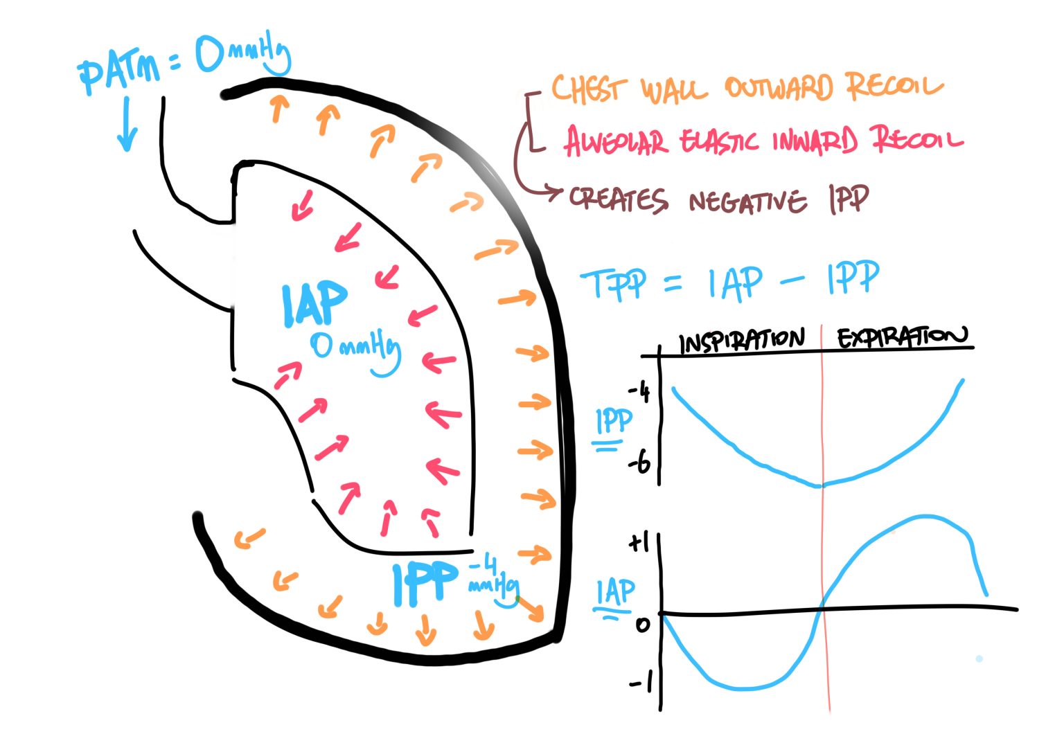 Mechanics of Breathing - Stronger Medicine